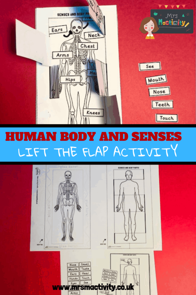 Senses And Human Body Naming Interactive Activity | Primary Teaching ...