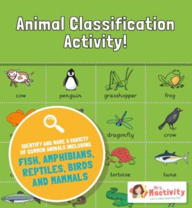 Animal Classification Activity | Mrs Mactivity