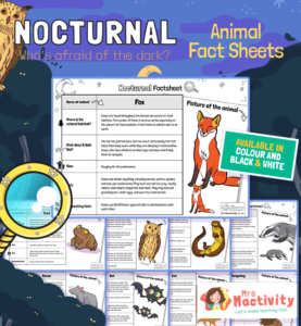 Nocturnal Animals Fact Files | Light And Dark KS1