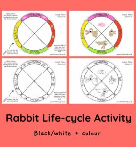 Rabbit Life-cycle Activity | Mrs Mactivity