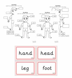 Human Body Labelling Activity Pack | Mrs Mactivity